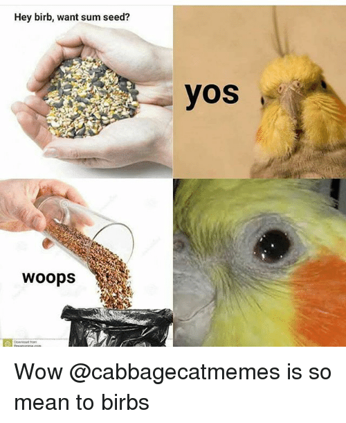 NEW Birb Puns and Memes (15+ and growing)