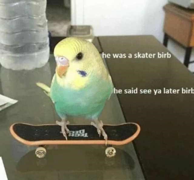 NEW Birb Puns and Memes (15+ and growing)