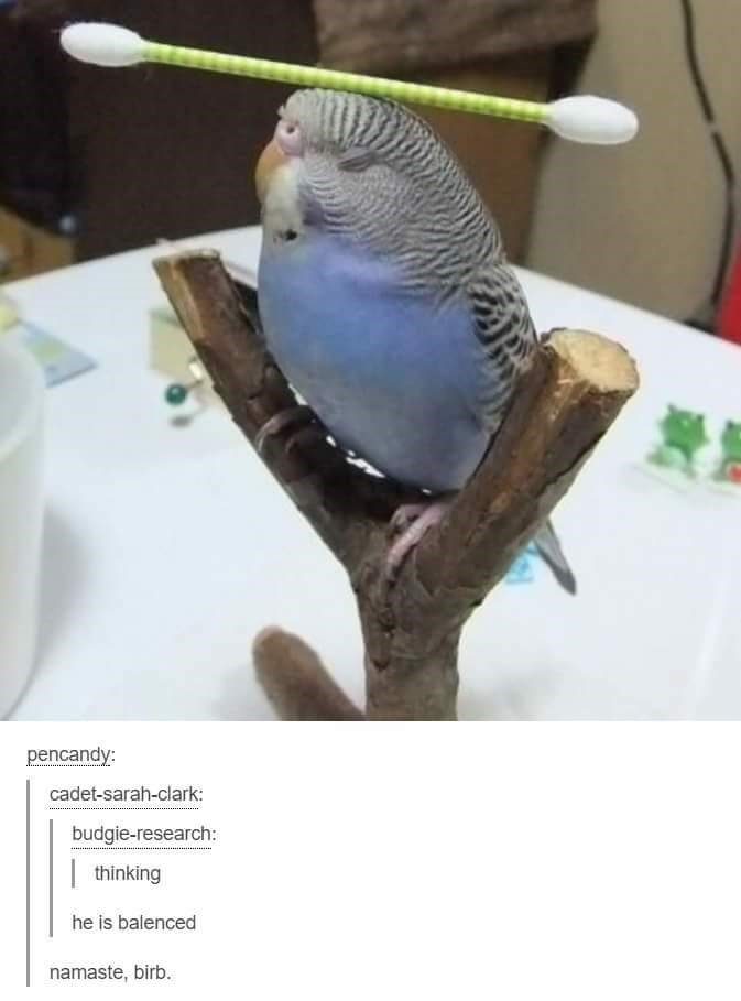 NEW Birb Puns and Memes (15+ and growing)