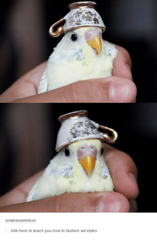 NEW Birb Puns and Memes (15+ and growing)