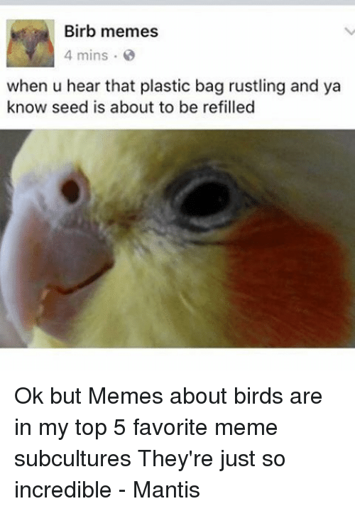 NEW Birb Puns and Memes (15+ and growing)