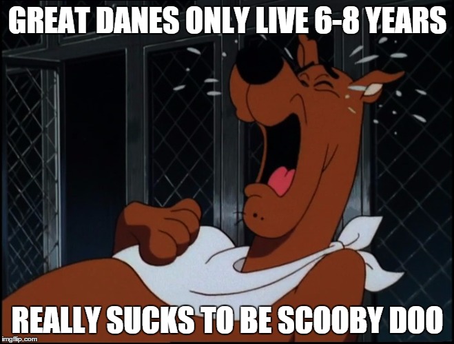 15 Scooby Doo Memes | Funny Scooby Doo Meme Collection